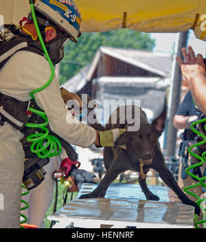 A service dog undergoes a full decontamination process after conducting ...
