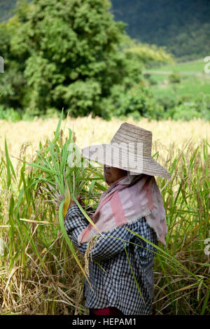 People harvest rice in Chiang Rai Stock Photo - Alamy