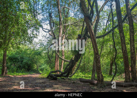 DABANA, SRI LANKA - CIRCA DECEMBER 2016: Vedda men tribal drawings and ...