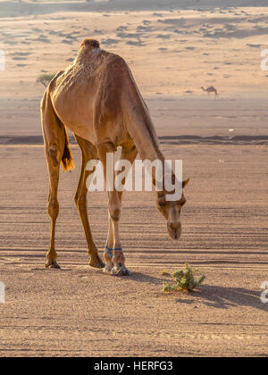 Arabian camel, Camelus dromedarius, foraging in Wadi Ad Dawh, Sultanate ...