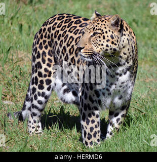 Portrait of a leopard looking sideways Stock Photo - Alamy
