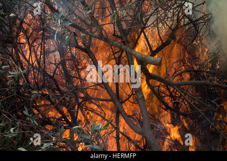 Large fire burning olive branches after pruning Stock Photo - Alamy