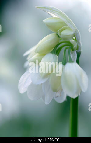 Few flowered garlic, (allium paradoxum), showing seed bulbils forming ...