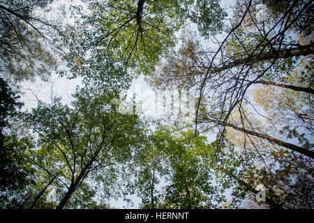 view of tress from worm's-eye view during autumn Stock Photo - Alamy