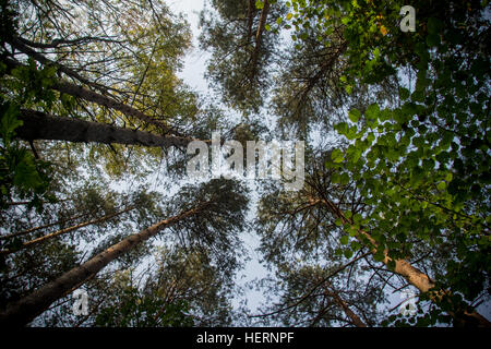 view of tress from worm's-eye view during autumn Stock Photo - Alamy