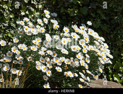 Cluster of white Margarite flowers Stock Photo: 129603633 - Alamy