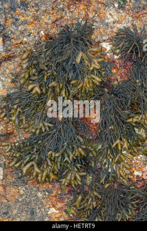 channel wrack, cow tang (Pelvetia canaliculata ), detail Stock Photo ...