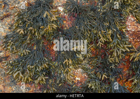 Channelled wrack, Cow Tang, Channel Wrack (Pelvetia canaliculata), with ...