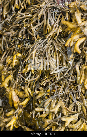 Channelled wrack, Cow Tang, Channel Wrack (Pelvetia canaliculata), with ...