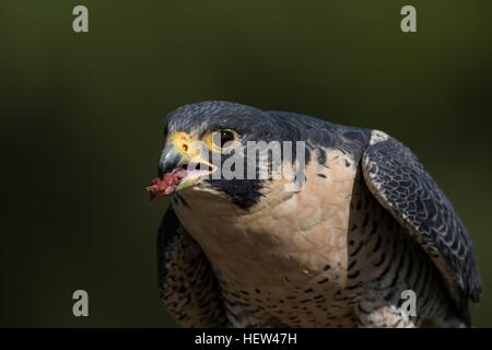 Peregrine falcon eating its prey Stock Photo - Alamy