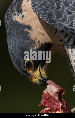 Peregrine falcon eating its prey Stock Photo - Alamy