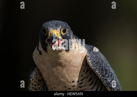 Peregrine falcon eating its prey Stock Photo - Alamy