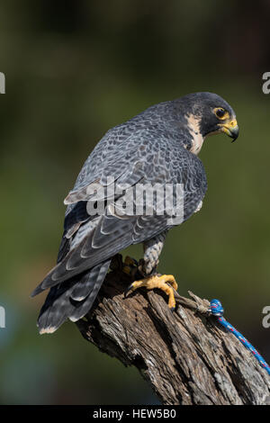 Peregrine falcon on tree perch Stock Photo - Alamy