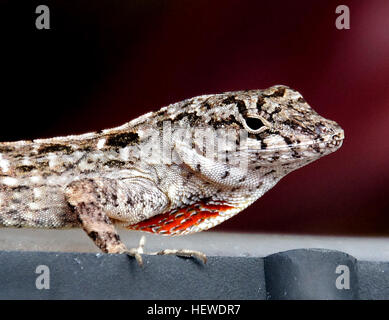 Brown Anole (Anolis sagrei) from Quintana Roo, México Stock Photo - Alamy