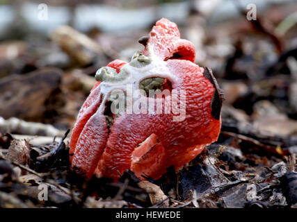 Fungus Clathrus archeri, commonly known as devil's fingers mushroom or ...