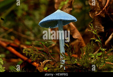 Entoloma hochstetteri, also known as blue mushroom, on forest ground ...