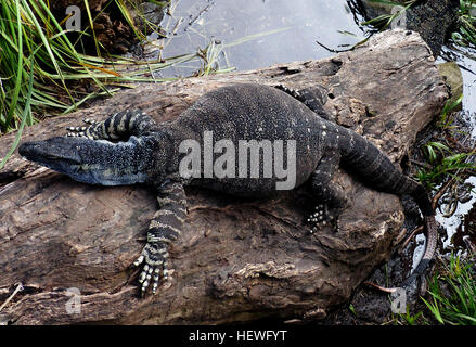 Perentie, the largest lizard in Australia, Varanus giganteus, Sydney ...