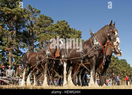 A plough (UK) or plow (US; both /ˈplaʊ/) is a tool or farm implement ...