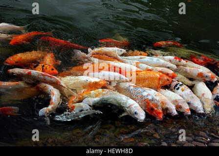 Freshwater aquarium fish, goldfish from Asia in aquarium.The goldfish ...
