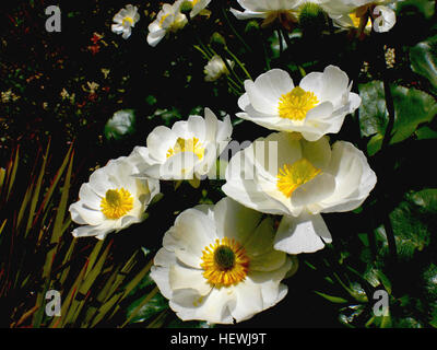 The Mount Cook Lily, or Mount Cook buttercup (Ranunculus lyallii), is a ...