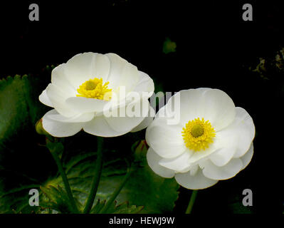 Mount Cook Lilies Stock Photo - Alamy