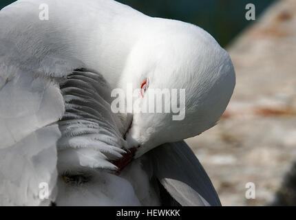 The red-billed gull is a common seabird along the New Zealand coastline ...