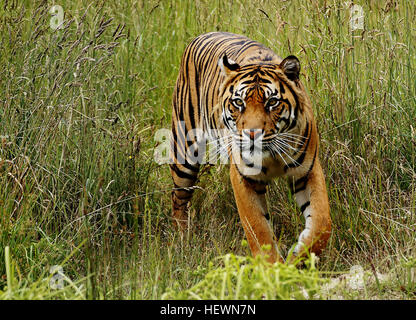 Javan Tiger