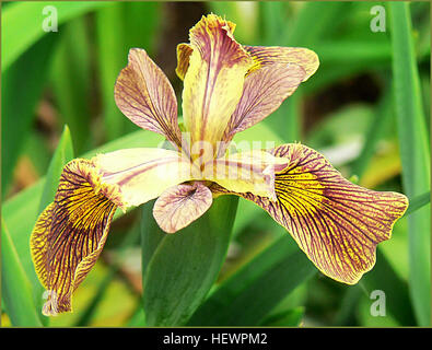 Study of Iris flowers in full bloom Stock Photo - Alamy