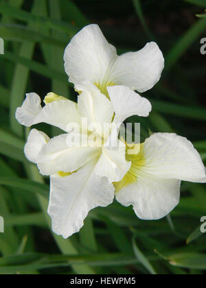 Study of Iris flowers in full bloom Stock Photo - Alamy