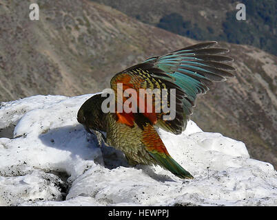 The kea, Nestor notabilis is a species of large parrot in the family ...
