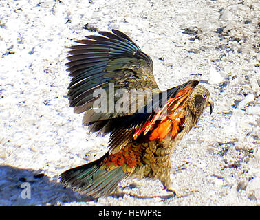 Kea (Nestor notabilis) Parrot, South Island, New Zealand Stock Photo ...