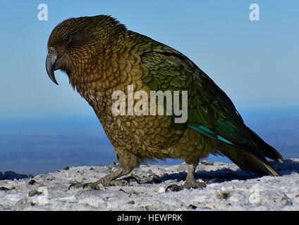 Kea is a parrot native to the South Island of New Zealand Stock Photo ...