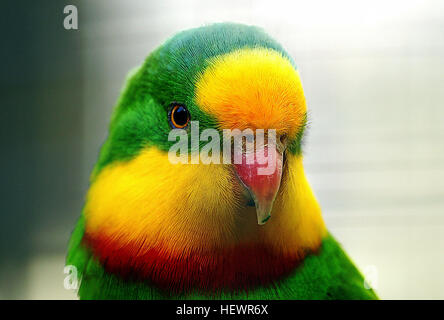 The superb parrot (Polytelis swainsonii), also known as Barraband's ...
