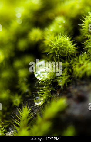 A dew drop hanging from the tip of a moss colony carpeting a boulder ...