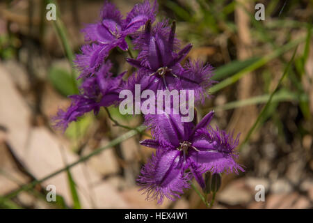 Thysanotus tuberosus, Common Fringe Lily in Baluk Willam Flora Stock ...