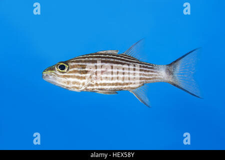 Largetoothed cardinalfish (Cheilodipterus macrodon), Tiger cardinalfish ...