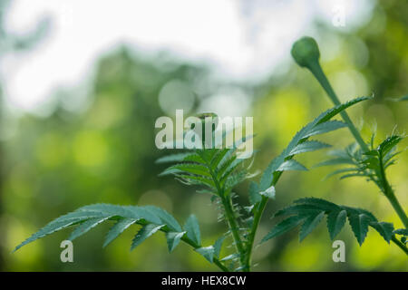 Merry Gold Tree and Flower Stock Photo - Alamy