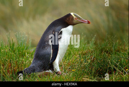 The yellow-eyed penguin, known also as hoiho or tarakaka, is a species ...