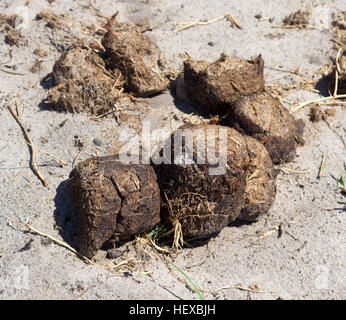 Pile of Elephant dung on the ground Stock Photo - Alamy