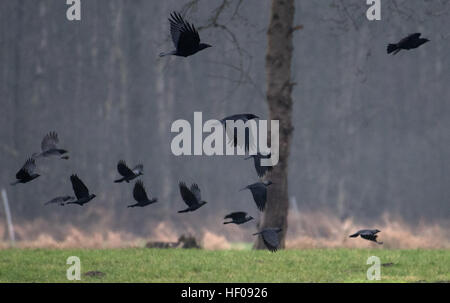 Lower Saxony, Germany. 23rd Dec, 2016. Crows near Jever in Lower Saxony ...
