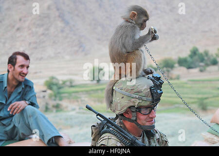 An Afghan National Army pet monkey sits on top of an Advanced Combat ...