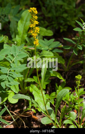 Rocky Mountain Goldenrod (Solidago multiradiata) on Colorado's Grand ...