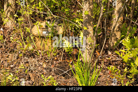 An improvised explosive device (IED) is hidden in the brush during IED ...