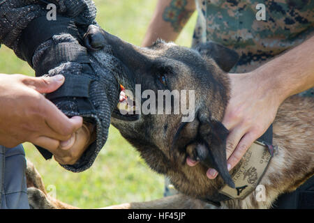 military working dog, bites U.S. Air Force Staff Sgt. Ryan Pevey Stock ...