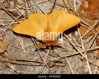 Autumn Silkworm Moth (Lemonia taraxaci) Adult resting on willow stem ...