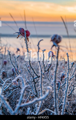 Frozen rose hips Stock Photo - Alamy