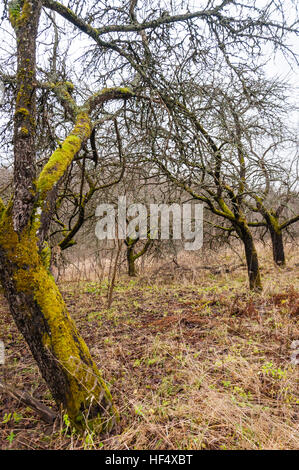 Dead, dried, abandoned apple trees orchard Stock Photo - Alamy