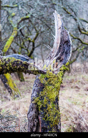 Dead, dried, abandoned apple trees orchard Stock Photo: 129800972 - Alamy