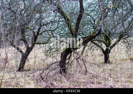 Dead, dried, abandoned apple trees orchard Stock Photo - Alamy