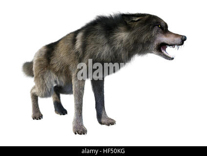 3D rendering of a wild gray wolf isolated on white background Stock ...